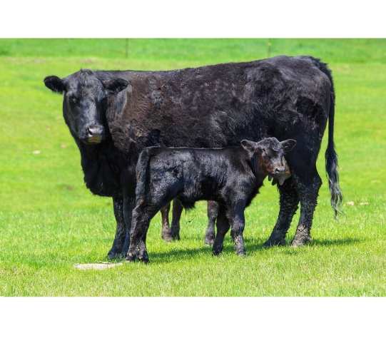 Cow / Calf – Midwest Veterinary Service